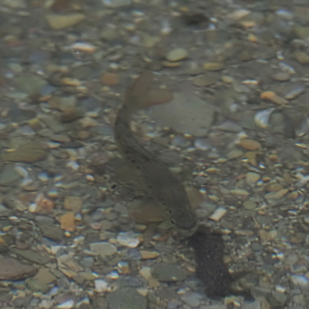 Brown Trout from QX33+2G Queensborough River Campground, Bendoc VIC ...