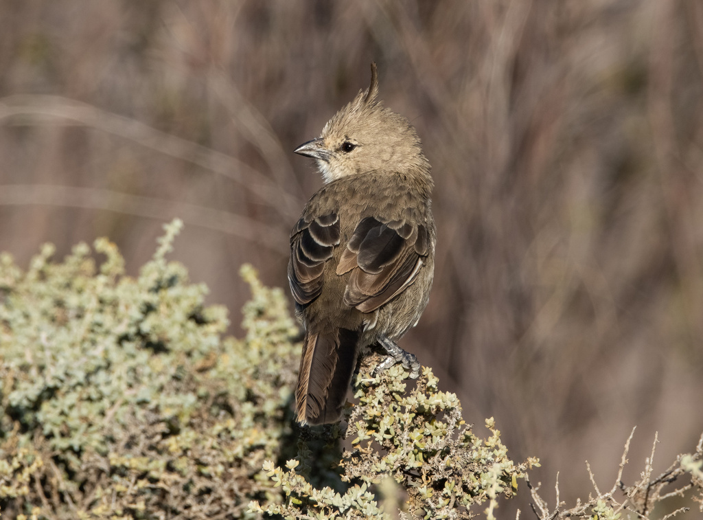 Chirruping Wedgebill from Port Augusta SA, Australia on February 2 ...