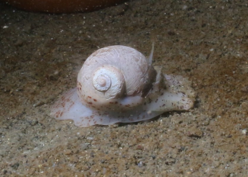 Cryptonatica Dall, 1892