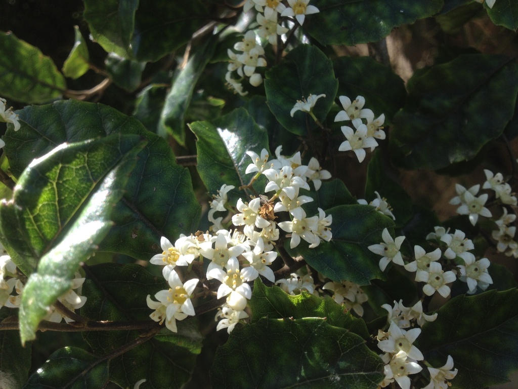 Marble leaf (Beginners Guide to Canterbury Flora) · iNaturalist