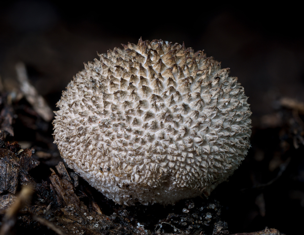 Lycoperdon from Bastrop, Texas, United States on April 30, 2023 at 04: ...