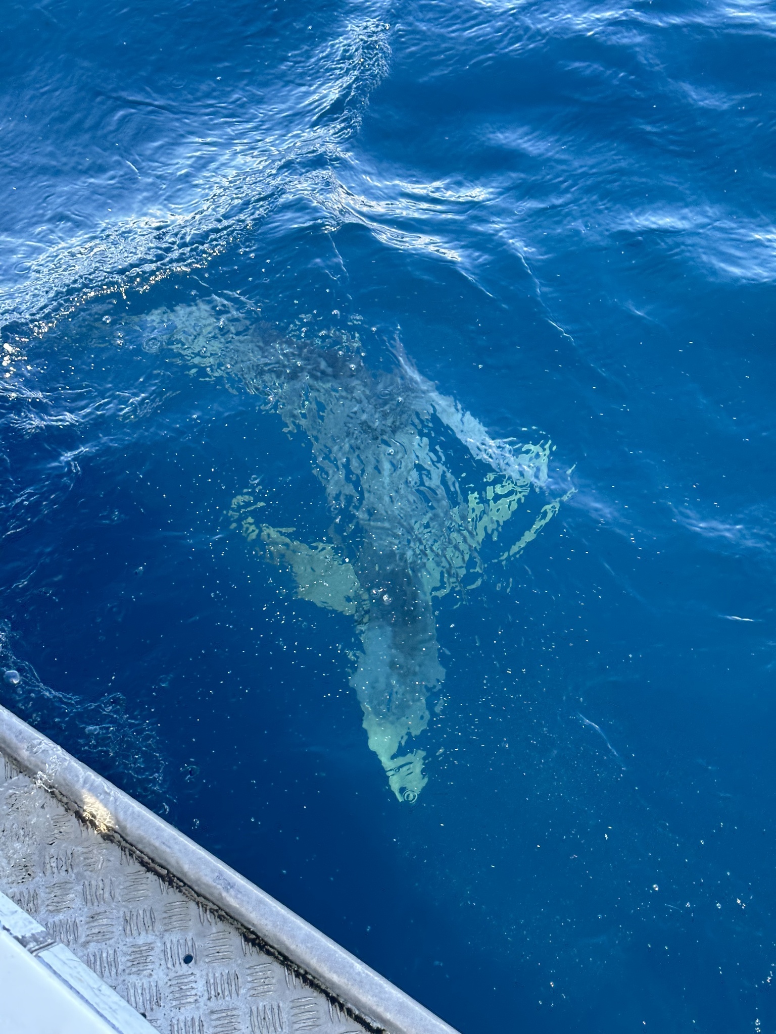 Prionace glauca (Linnaeus, 1758)