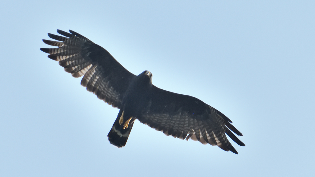 Zone-tailed Hawk from Bustamante, N.L., México on May 6, 2023 at 04:50 ...