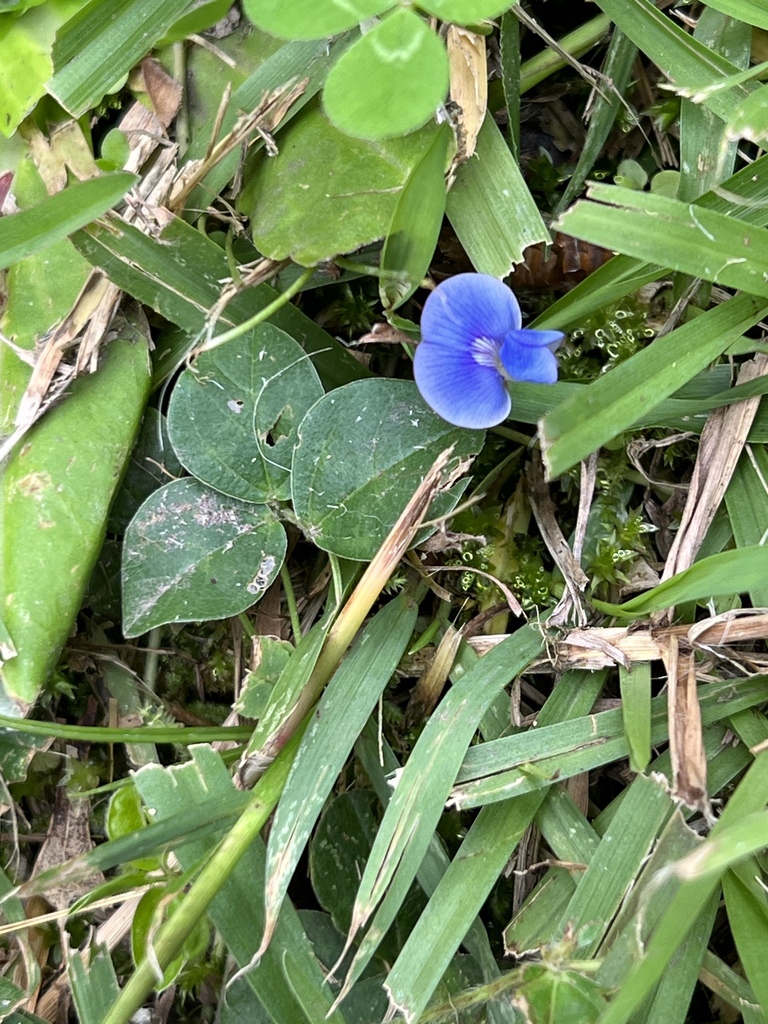 creeping vigna from Mount Mellum Rd, Mount Mellum, QLD, AU on May 7 ...