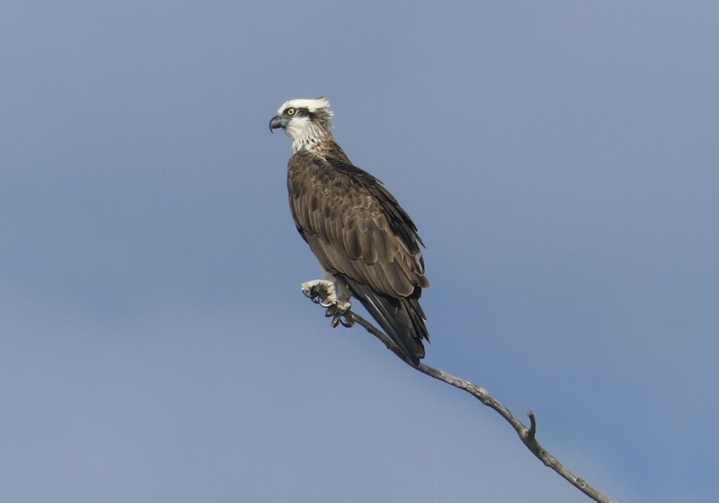 Australasian Osprey from Red Rock NSW 2456, Australia on April 19, 2023 ...