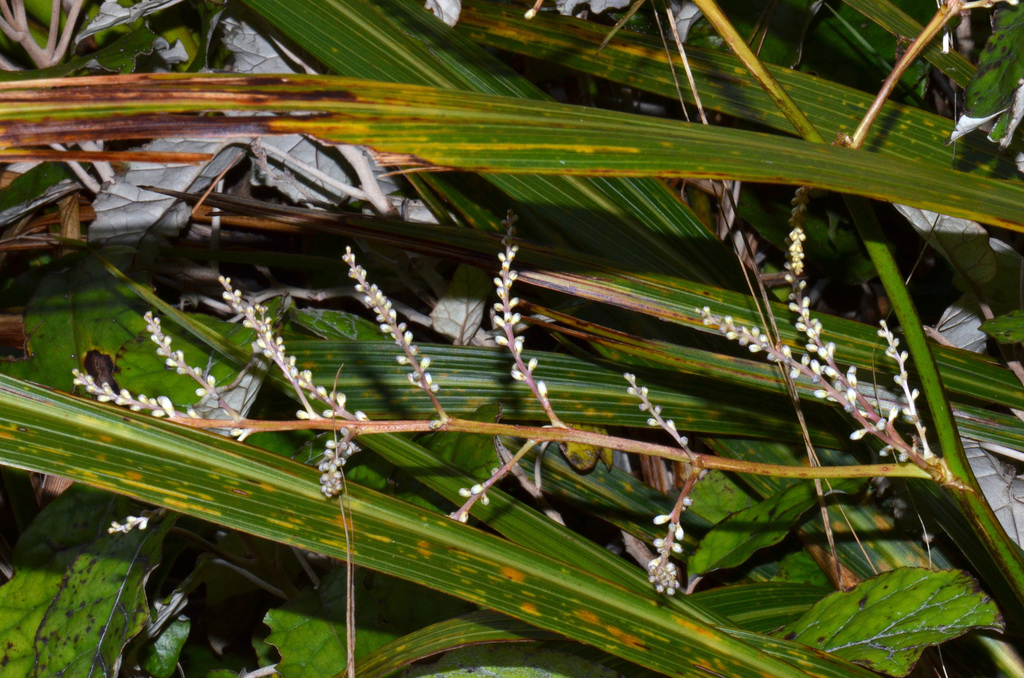 Forest Cabbage Tree (Planting list) · iNaturalist
