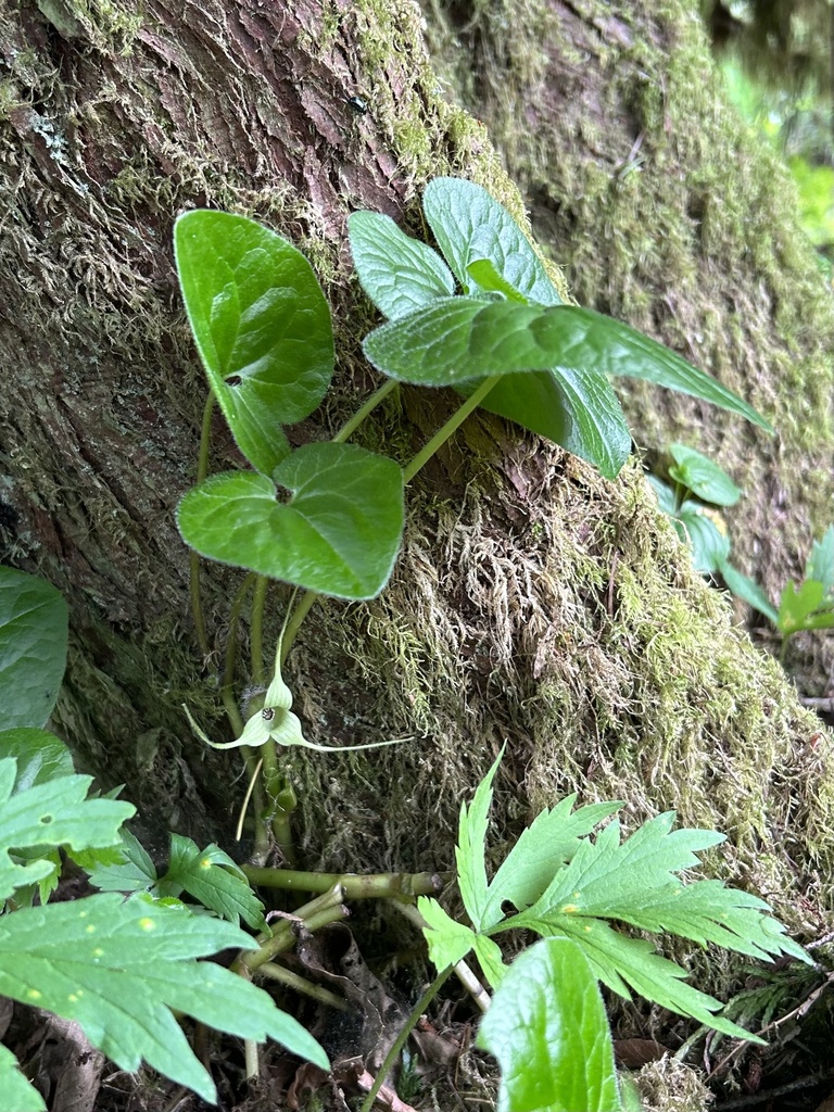 Western Wild Ginger from Monroe, OR, US on May 6, 2023 at 04:58 PM by Emily Scherer · iNaturalist