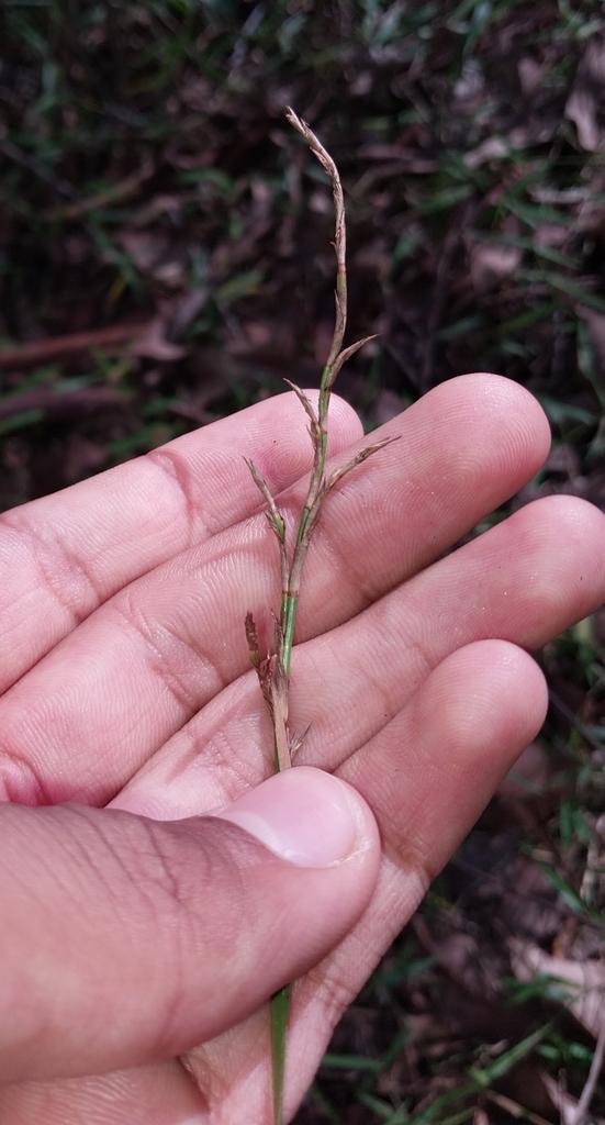 variable sword-sedge from Brookfield (incl. Brisbane Forest Park), AU ...