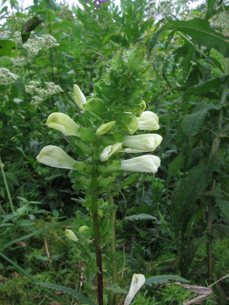 swamp lousewort in September 2006 by gizzardscout · iNaturalist