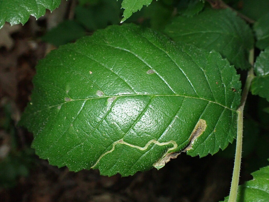 Elm Agromyzid Leafminer from Brooklyn, NY, USA on May 06, 2023 at 05:50 ...