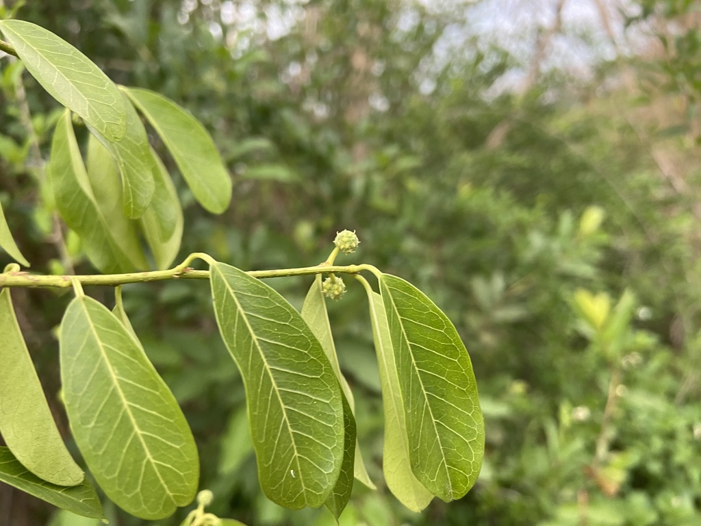 Cockspur Thorn from 北屯區, TW on May 6, 2023 at 05:53 PM by gordon901228 ...