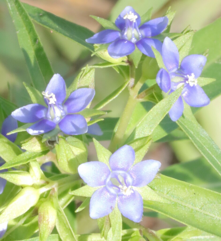 Hydrolea zeylanica from Normanton QLD 4890, Australia on May 6, 2023 at ...