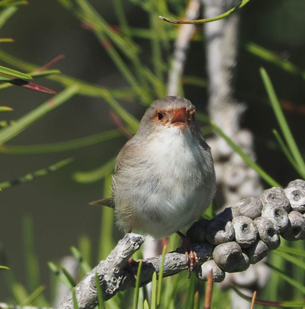Superb Fairywren from Currarong NSW 2540, Australia on April 15, 2023 ...