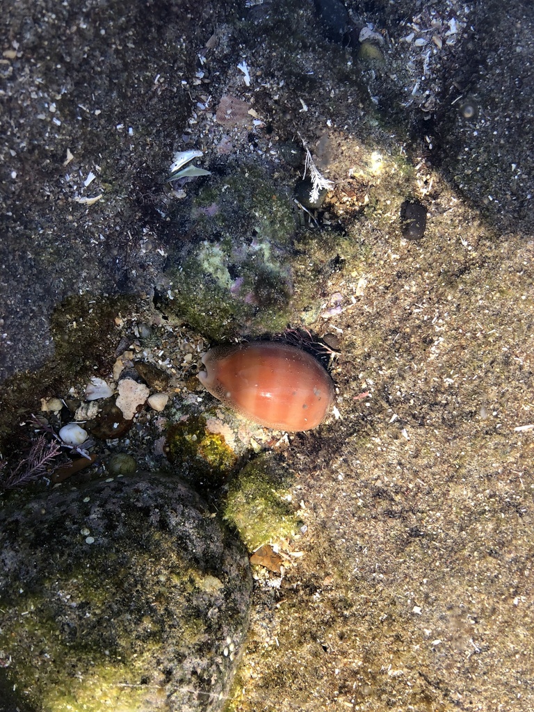 Carnelian Cowry from Moreton Bay(Quandamook), Kings Beach, QLD, AU on ...