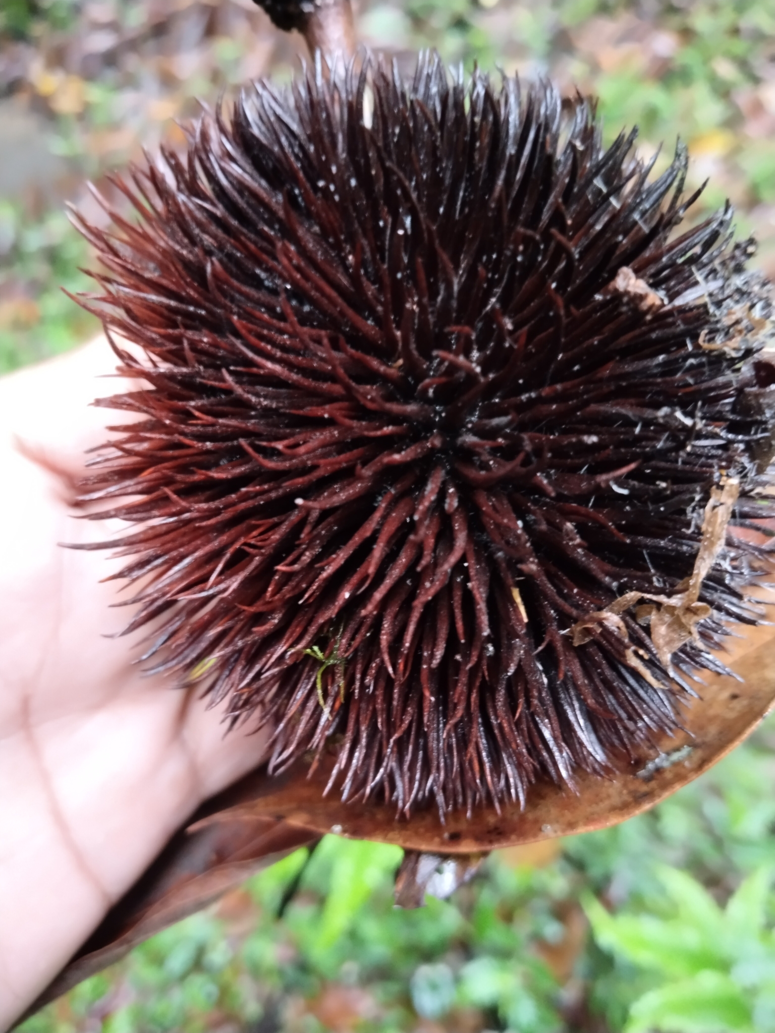 Cullenia exarillata A.Robyns