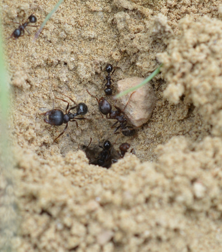 Messor structor from Hajmáskér on May 06, 2023 by Somogyi Anna Ágnes ...