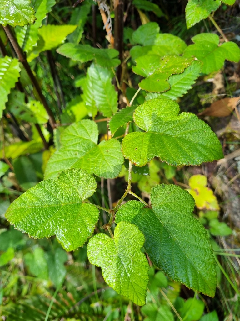 Molucca Bramble from Blue Mountains, NSW, Australia on May 07, 2023 at ...