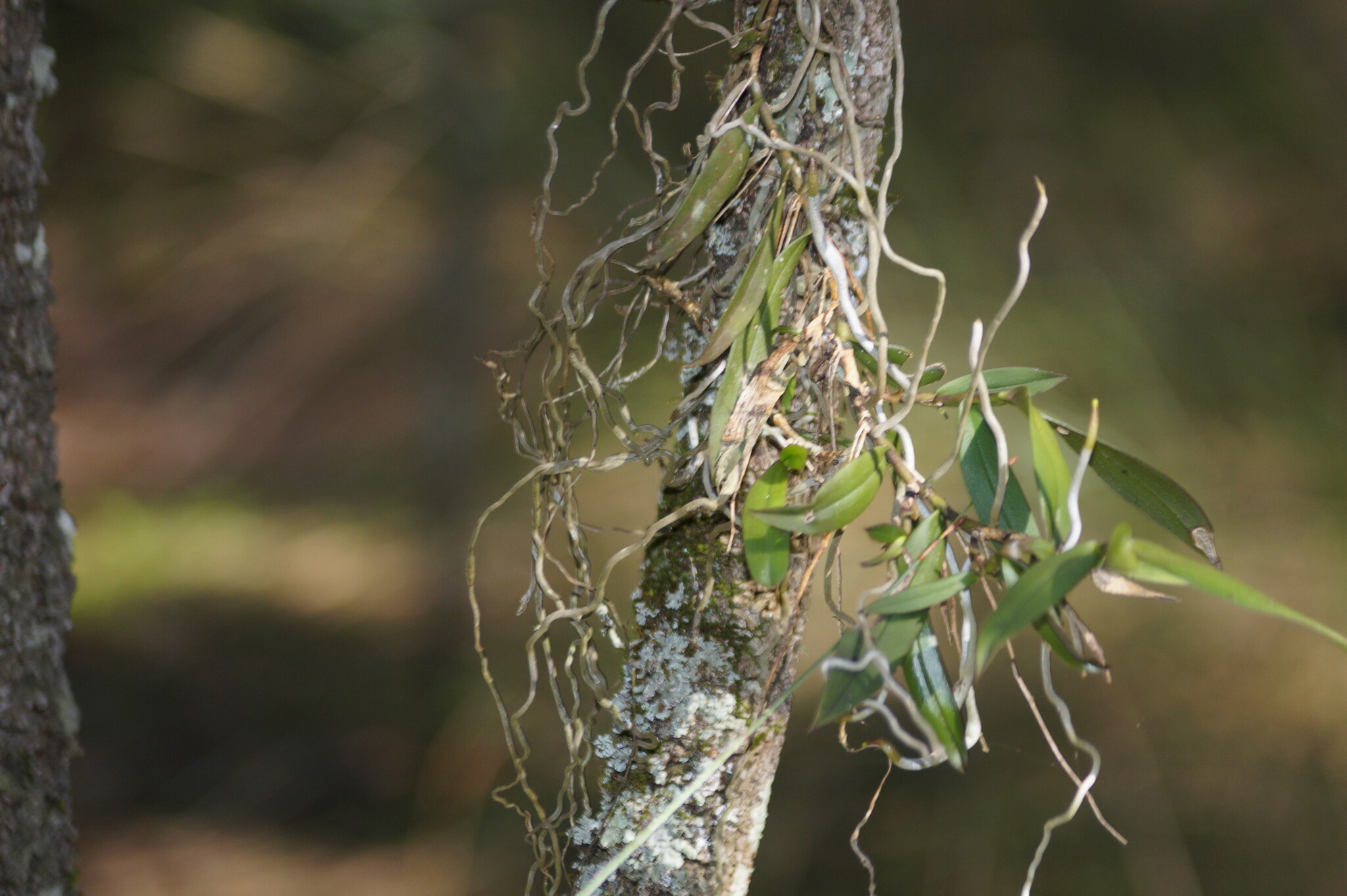 Plectorrhiza tridentata (Lindl.) Dockrill