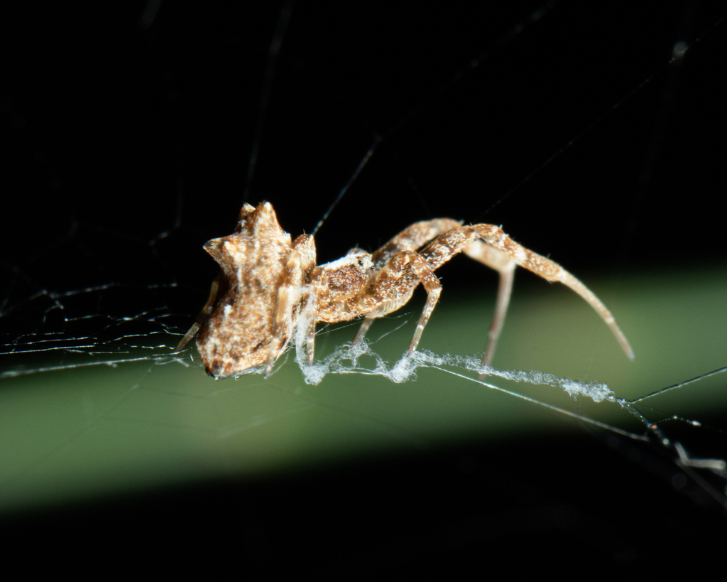 Social House Spider from Australia; Victoria; Mount Martha; Briars ...