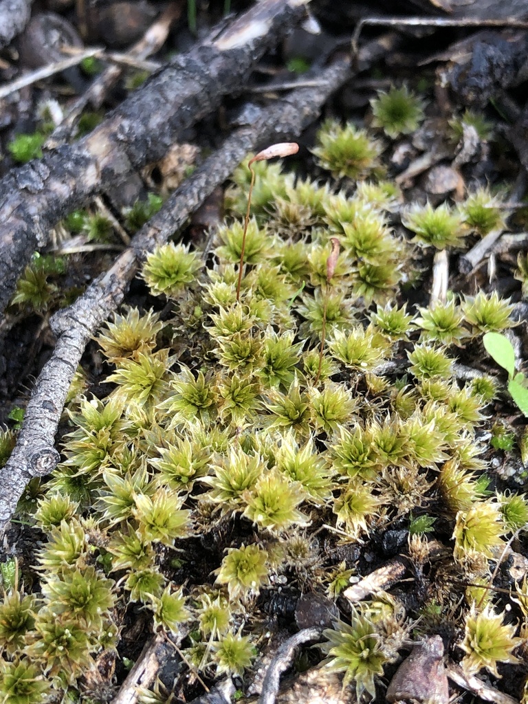 Rosulabryum campylothecium from Blackfellows Creek Rd, Mount ...