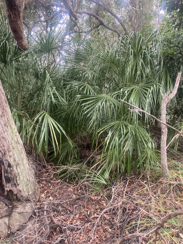 Ribbon Fan Palm from Bouch Ct, Agnes Water, QLD, AU on May 7, 2023 at ...