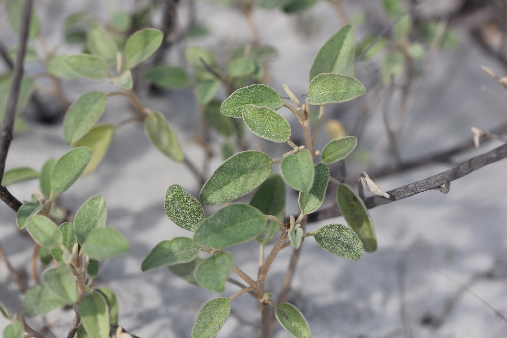 Croton punctatus Jacq.