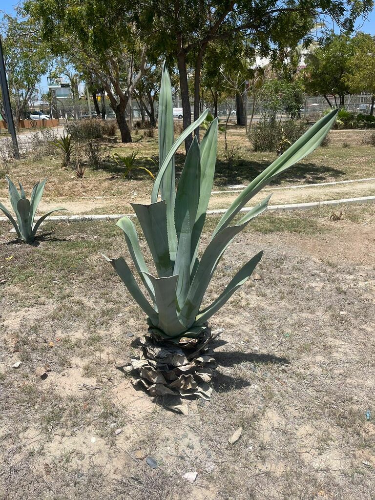 Pulque agave from Tellería, Mazatlán, Sin., México on April 28, 2023 at ...