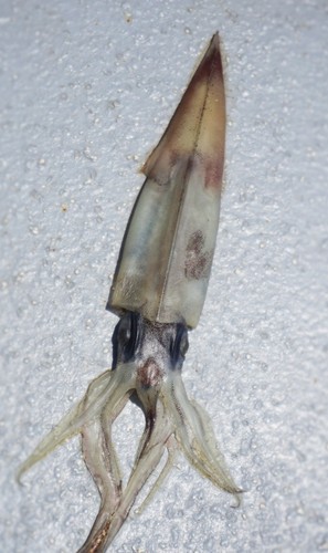 Squid (Order Teuthida) · iNaturalist