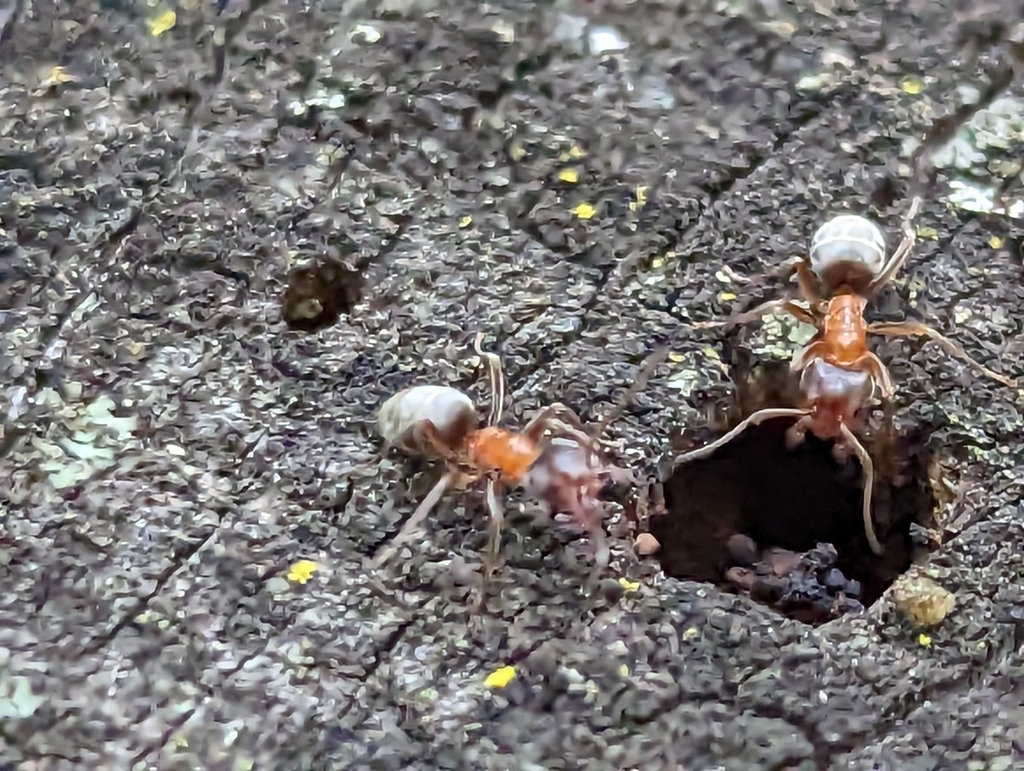 Western Velvety Tree Ant from Ramona, CA 92065, USA on May 1, 2023 at ...