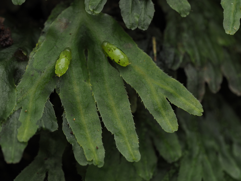 Symphyogyna hymenophyllum from Pukeiti 4374, New Zealand on May 7, 2023 ...