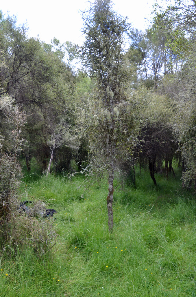 Heart-leaved Kohuhu in December 2015 by Pat Enright. Several trees ...