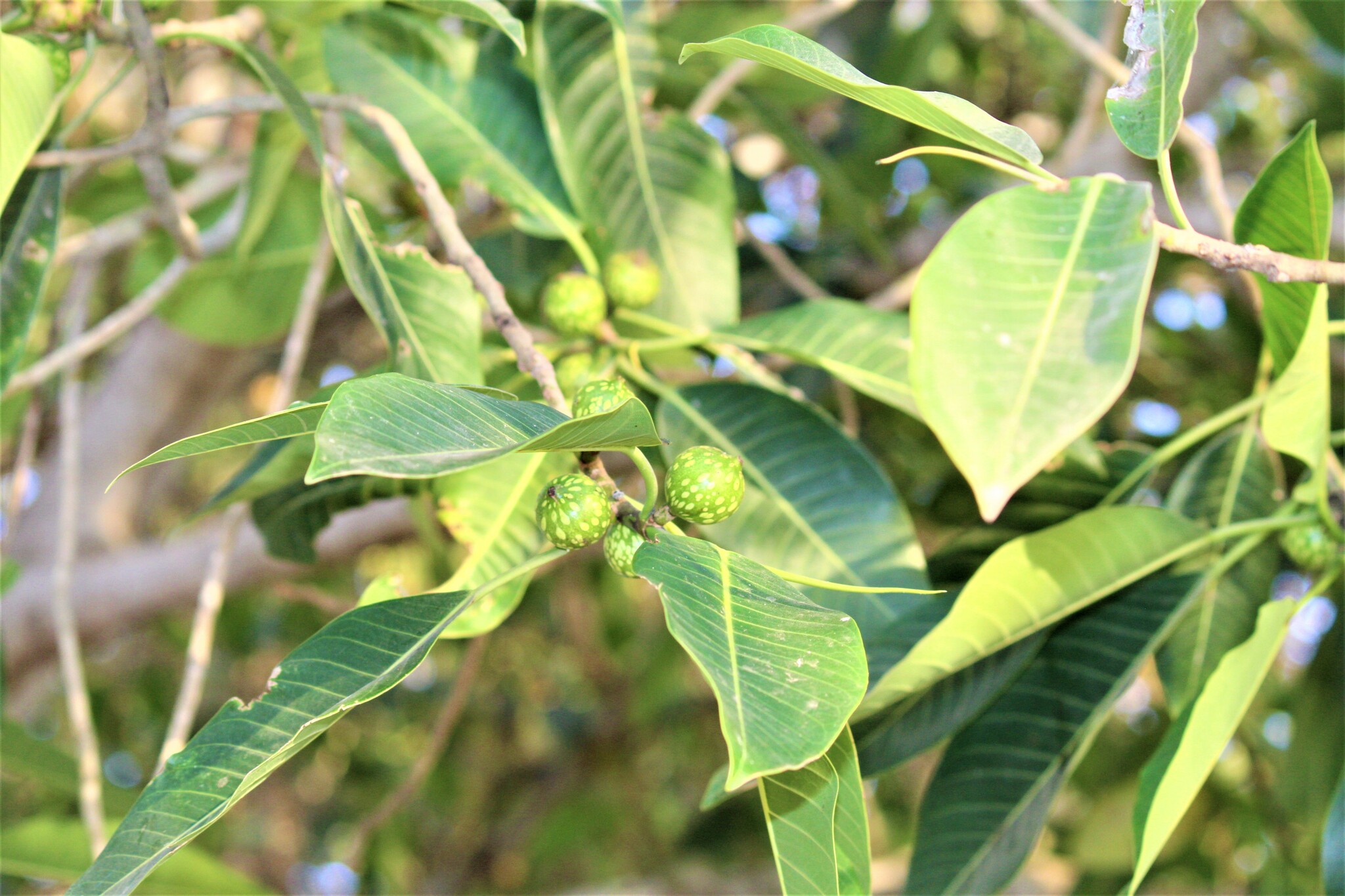 Ficus insipida Willd.