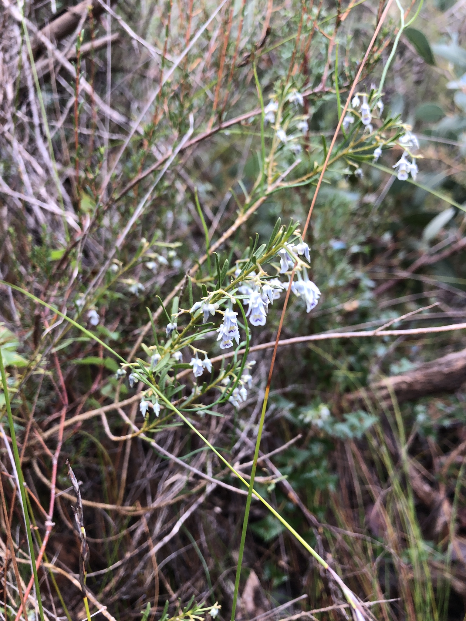Pigea floribunda (Lindl.) Lindl.