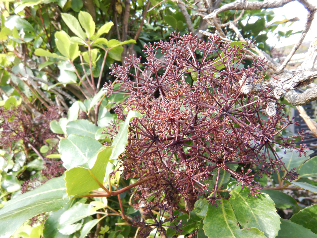 five finger from Christchurch including Banks Peninsula, Canterbury ...