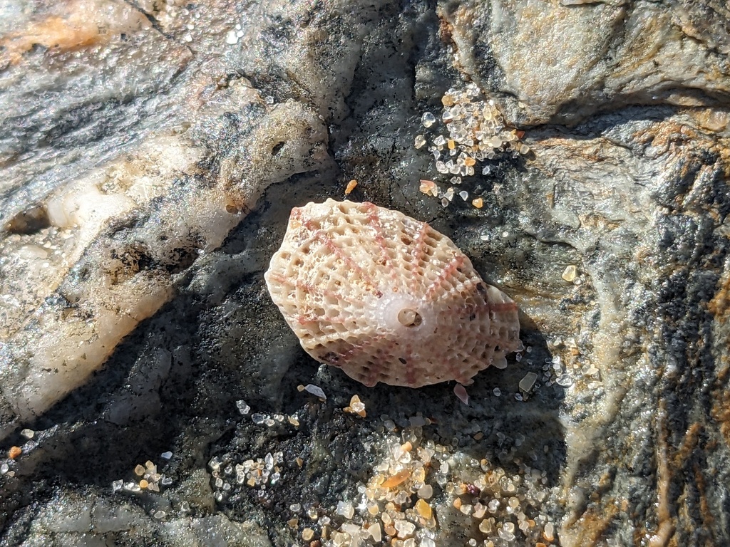 Diodora lineata from Valla Beach NSW 2448, Australia on May 7, 2023 at ...