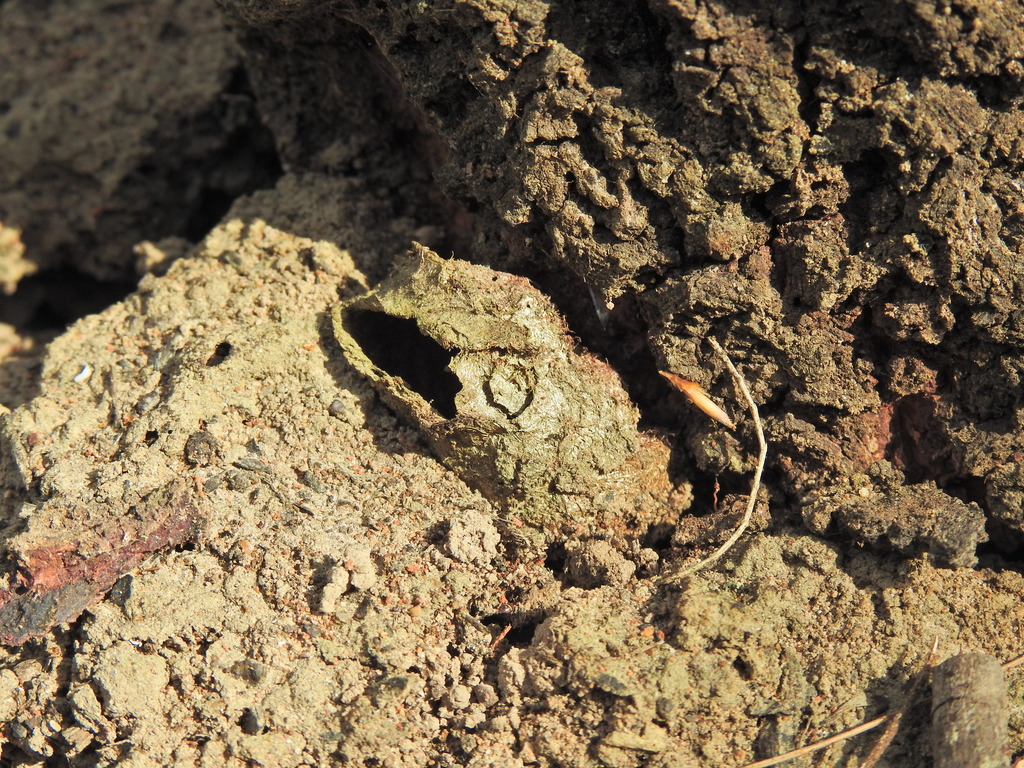 Butterflies and Moths from Talegalla Weir QLD 4650, Australia on May 07 ...