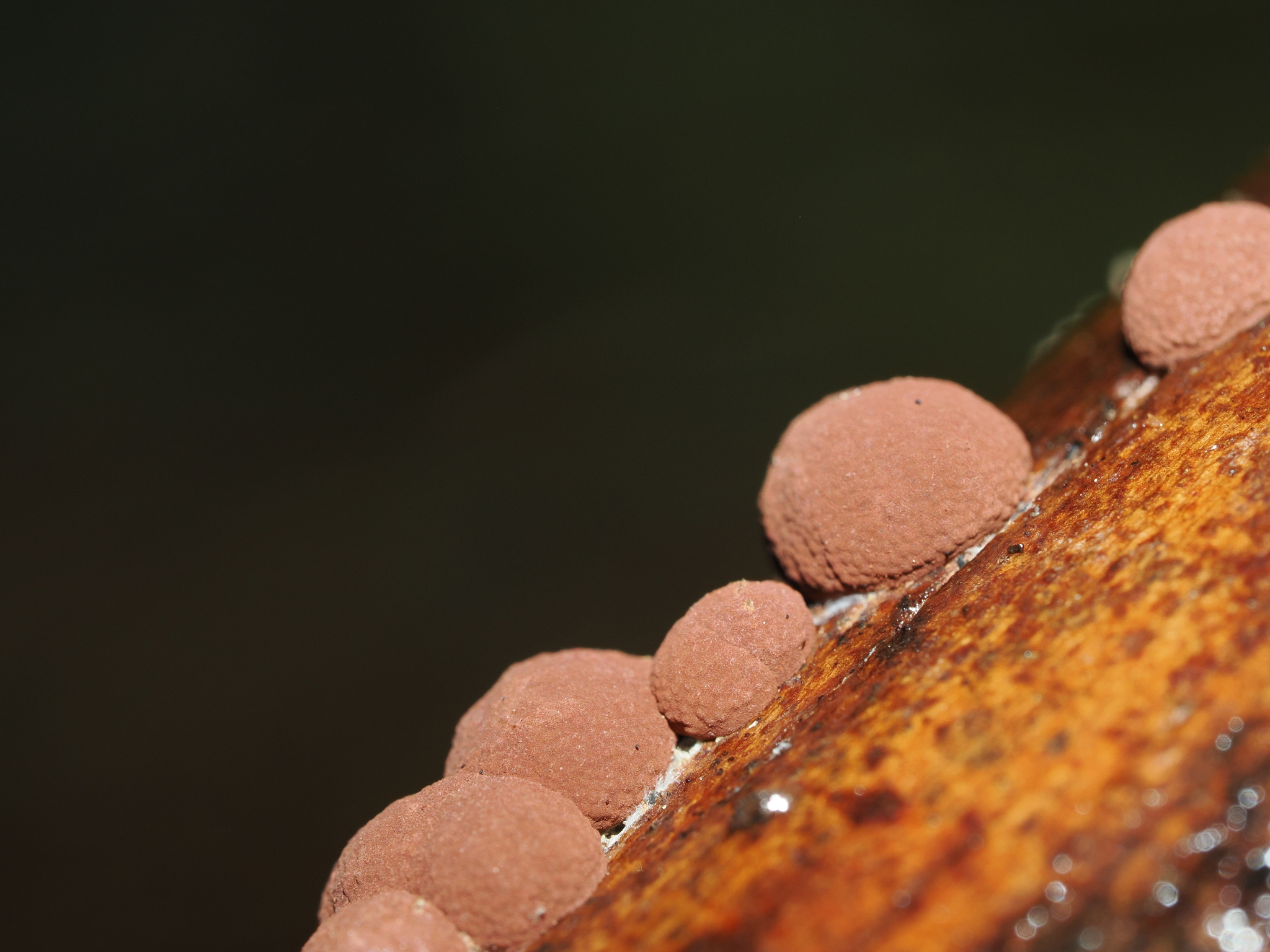 Hypoxylon howeanum Peck