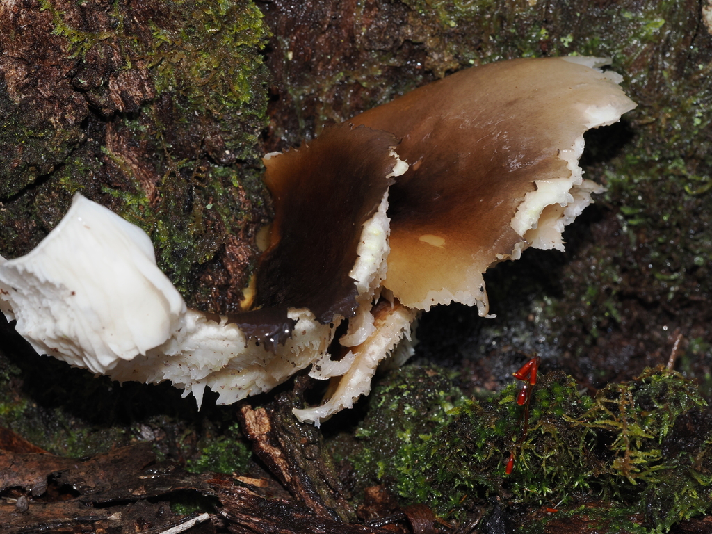 ghost fungus from Launching Place VIC 3139, Australia on May 07, 2023 ...