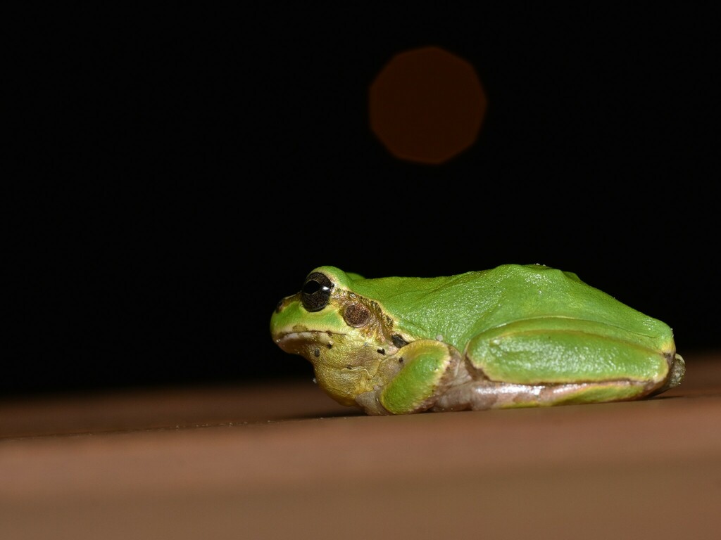 Japanese Tree Frog from 日本、〒877-0000 大分県日田市庄手 on May 05, 2023 at 09:28 ...