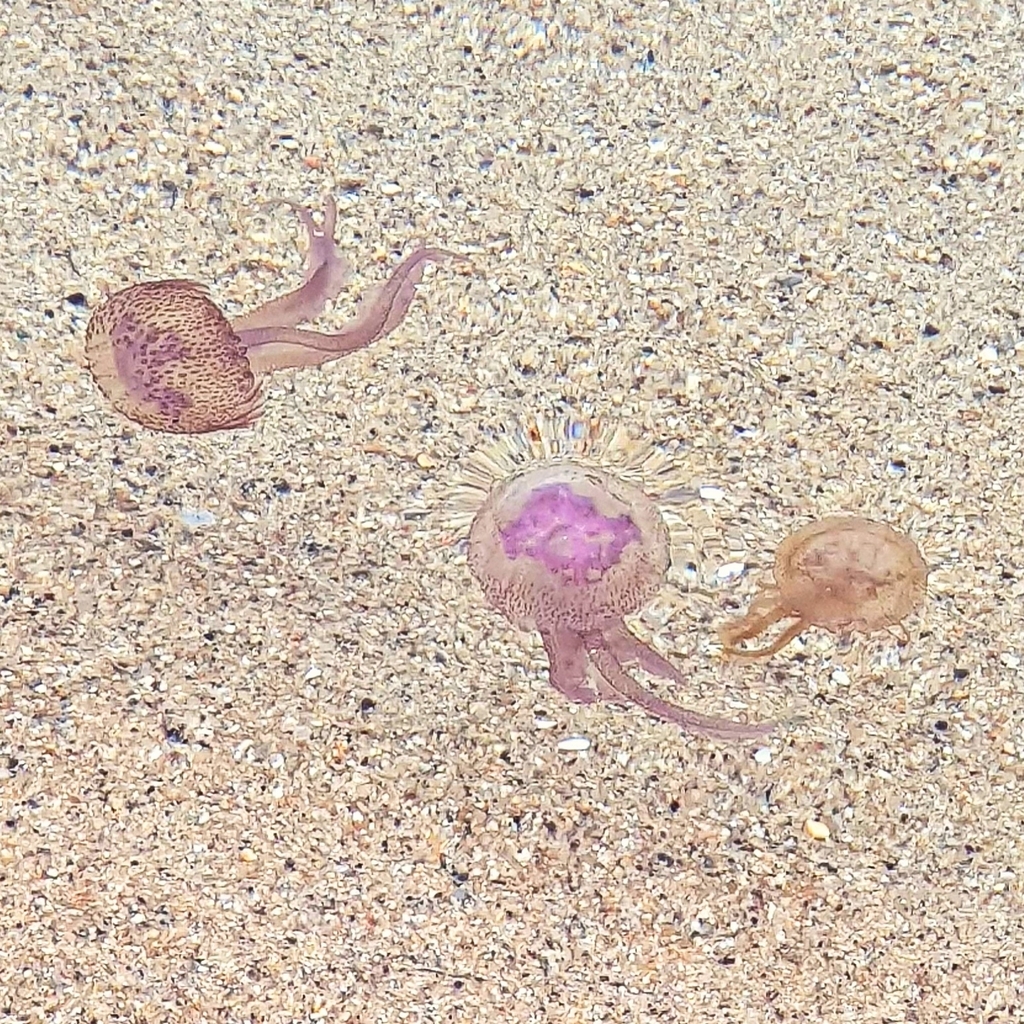 Mauve Stinger from Giglio Porto GR, Italia on May 1, 2023 at 11:58 AM ...