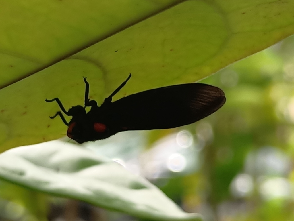 Black and scarlet cicada from Clementiwoods Condo on May 7, 2023 at 02: ...