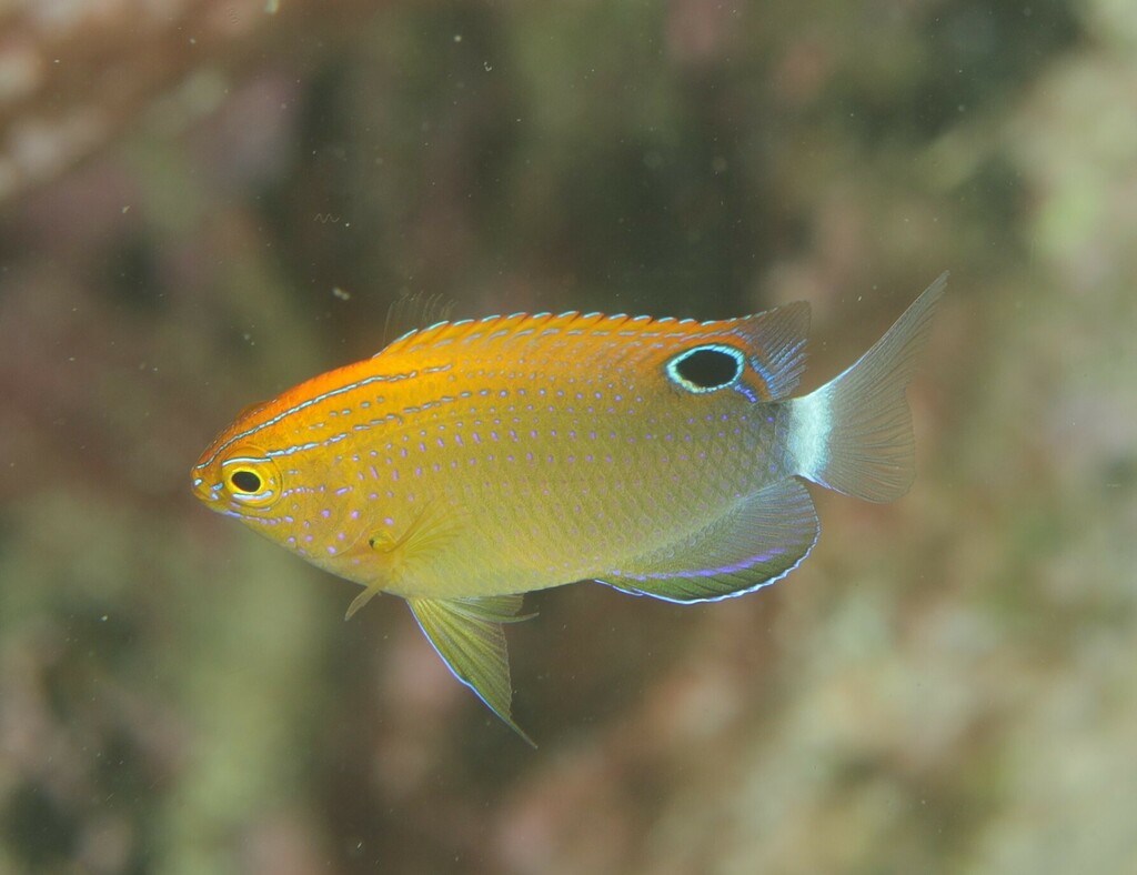 Speckled Damsel from Northern Beaches Council, NSW, Australia on May 7 ...