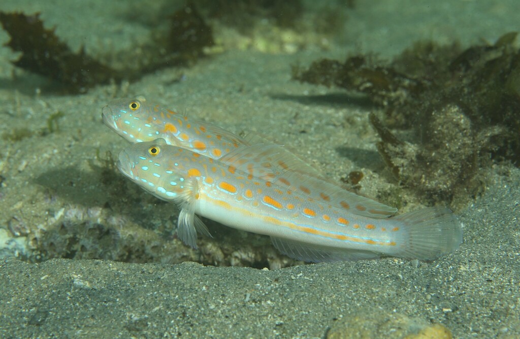 Orange-dashed Goby from Northern Beaches Council, NSW, Australia on May ...