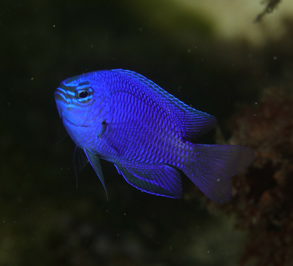 Australian Damsel from Northern Beaches Council, NSW, Australia on May ...