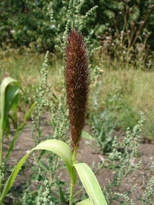 Foxtail Bristle-grass (Invasive Exotic Plants of North Carolina ...