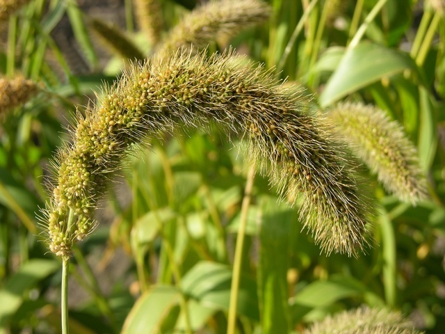 Foxtail Bristle-grass (Invasive Exotic Plants of North Carolina ...