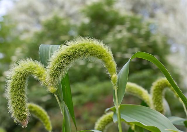 Foxtail Bristle-grass (Invasive Exotic Plants of North Carolina ...