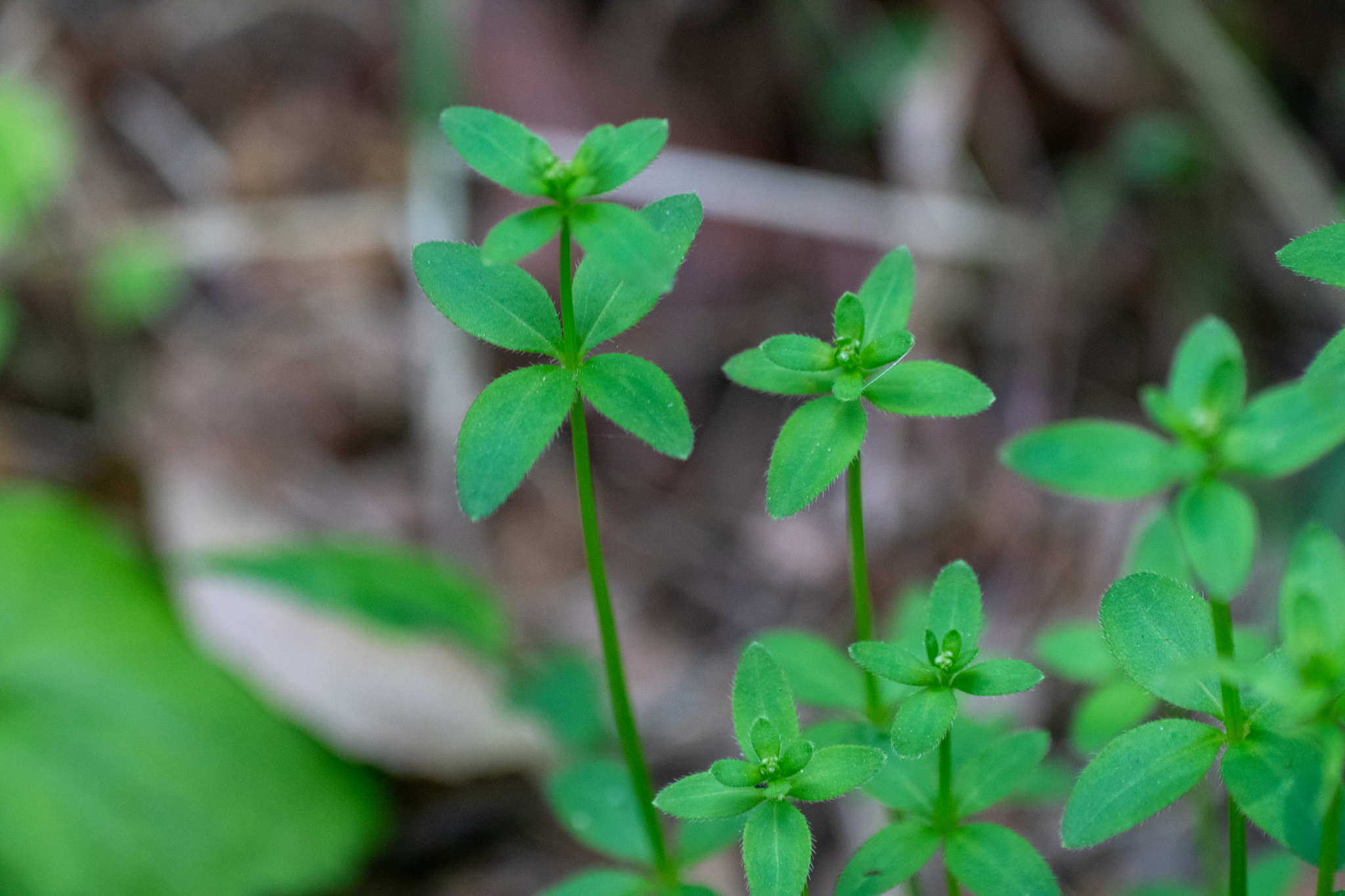 Galium bungei Steud.