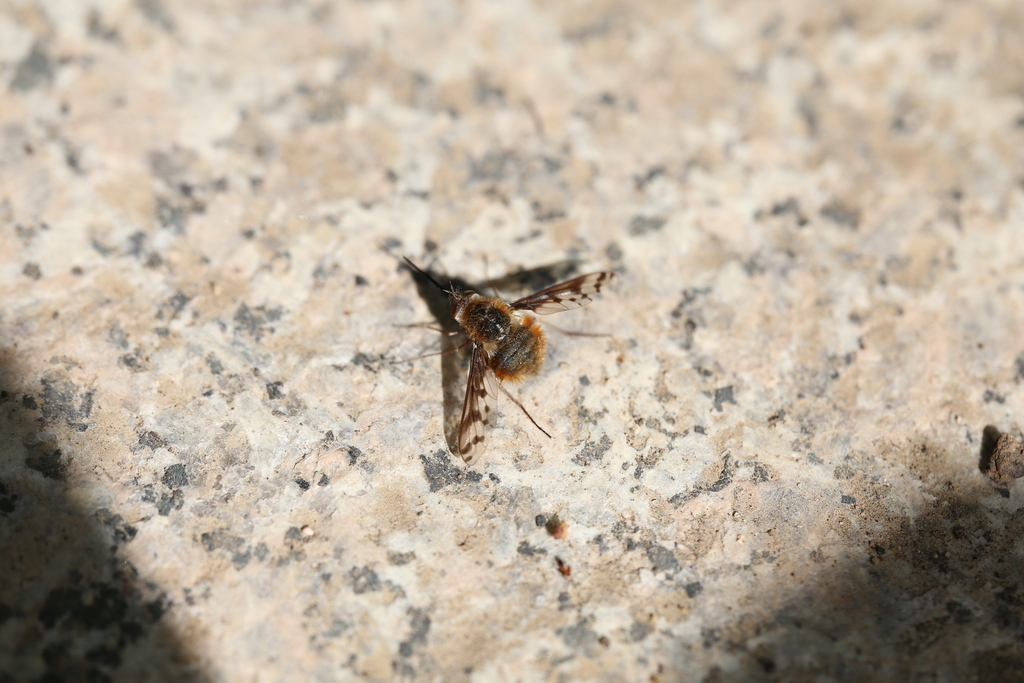 Greater Bee Flies from 中国北京市延庆区 on May 7, 2023 at 09:43 AM by Mushan ...