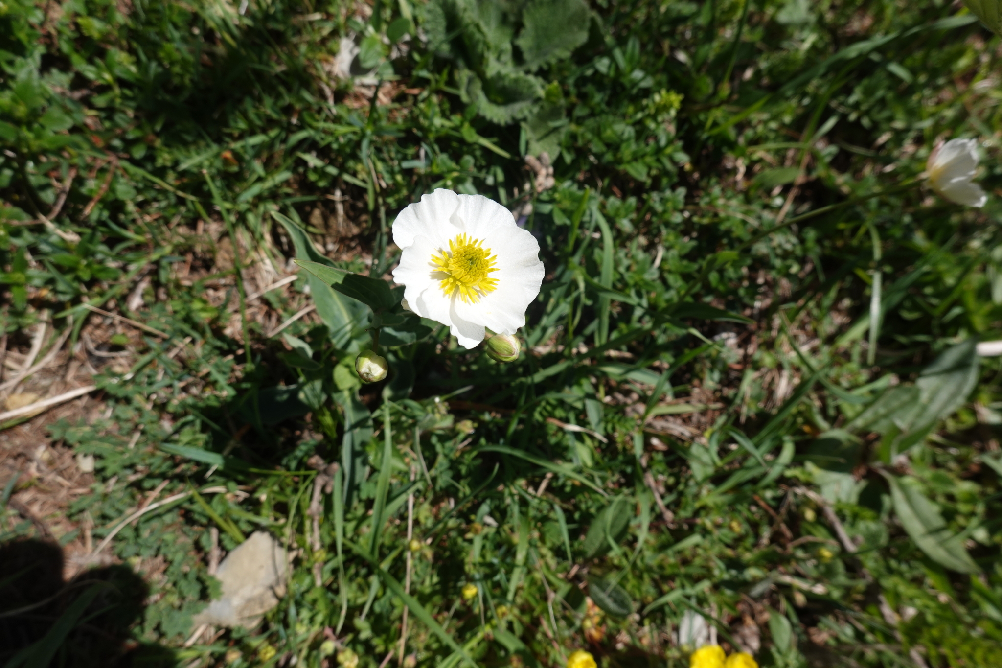 Ranunculus amplexicaulis L.